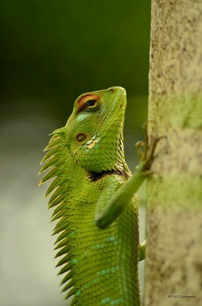 Common Green Forest Lizard from Thunadahena, Malabe, Sri Lanka on June ...