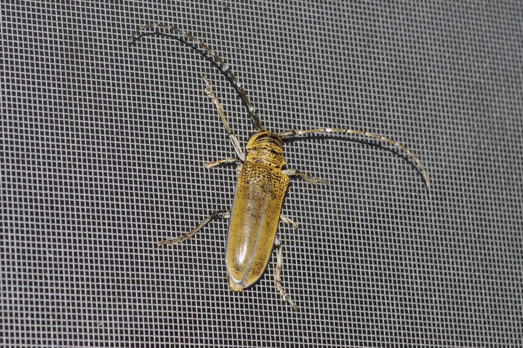 Apriona rugicollis nobuoi from 日本、〒905-1422 沖縄県国頭郡国頭村宜名真 on July 22 ...