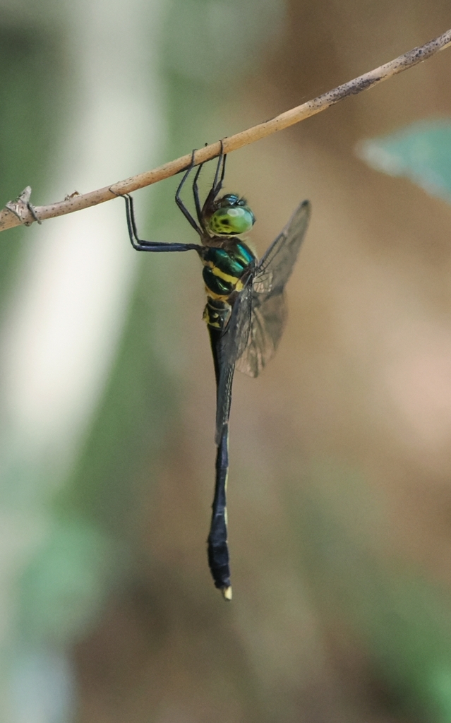 Common Shadow-emerald in July 2023 by ivanhsiu · iNaturalist