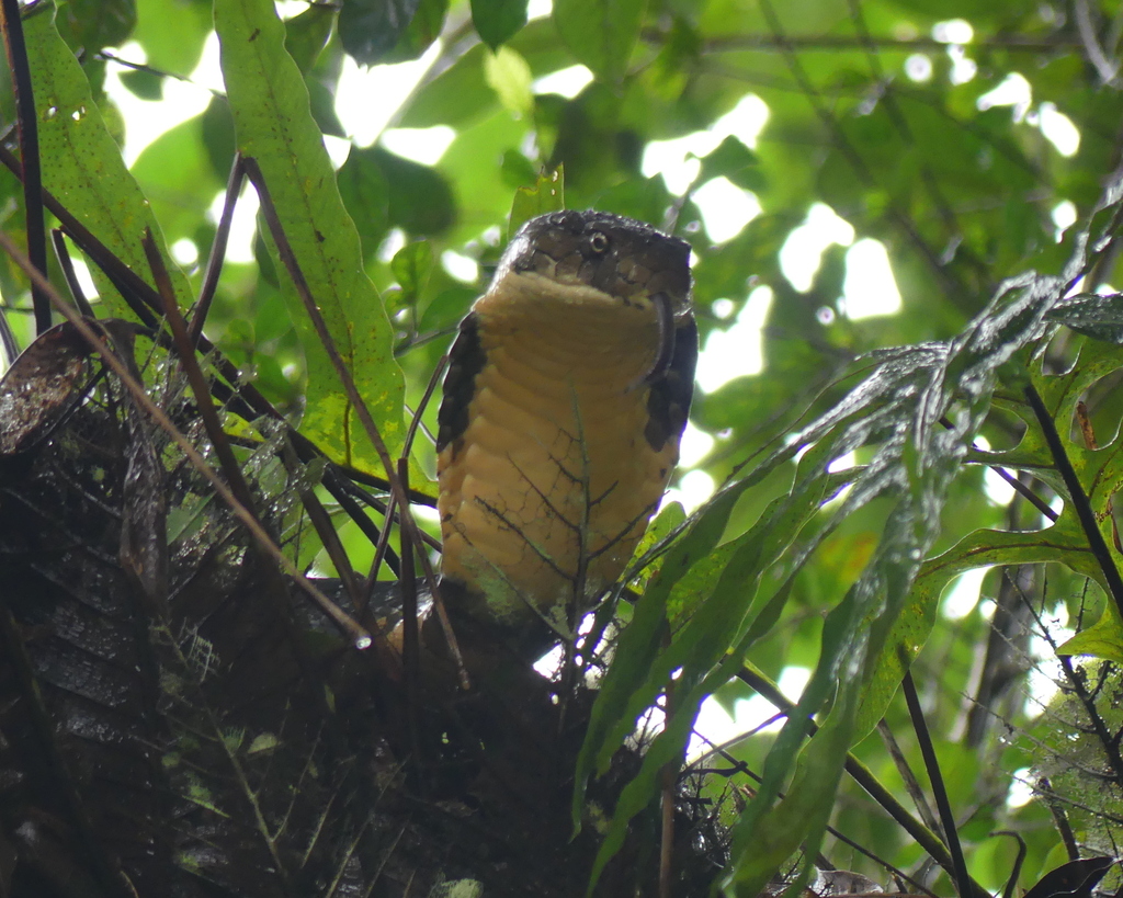 King Cobra from Shimoga, IN-KA, IN on July 25, 2023 at 03:34 PM by ...