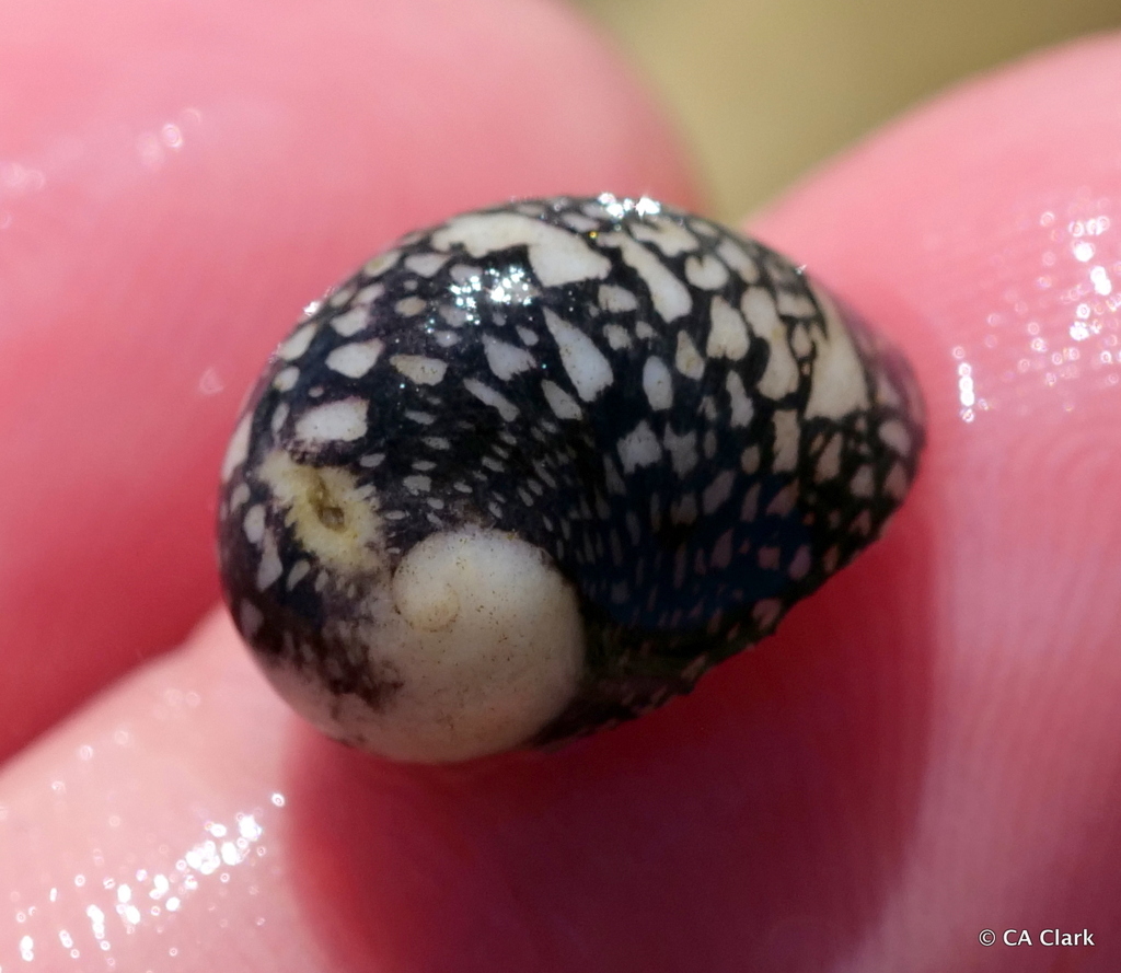 Neripteron bensoni from Rimatu'u, Teti'aroa, French Polynesia on July ...