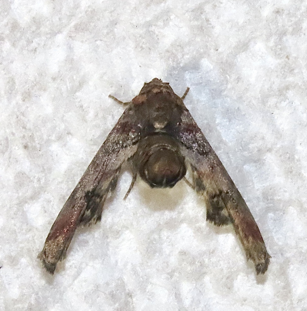 Dark Marathyssa Moth from SSR-RA, Houston, MO, US on July 27, 2023 at ...