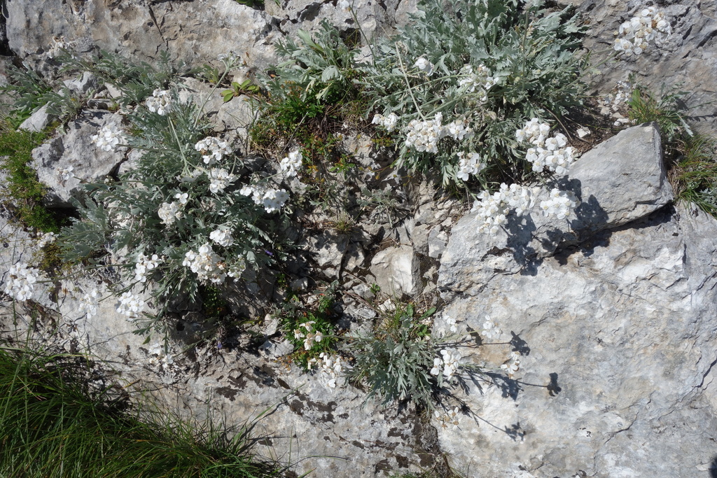 Silvery Yarrow from Berane Municipality, Montenegro on August 17, 2016 ...