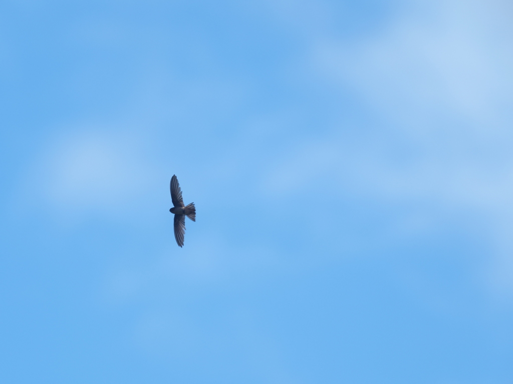 Palau Swiftlet from Home on May 13, 2023 at 02:19 PM by Heather ...