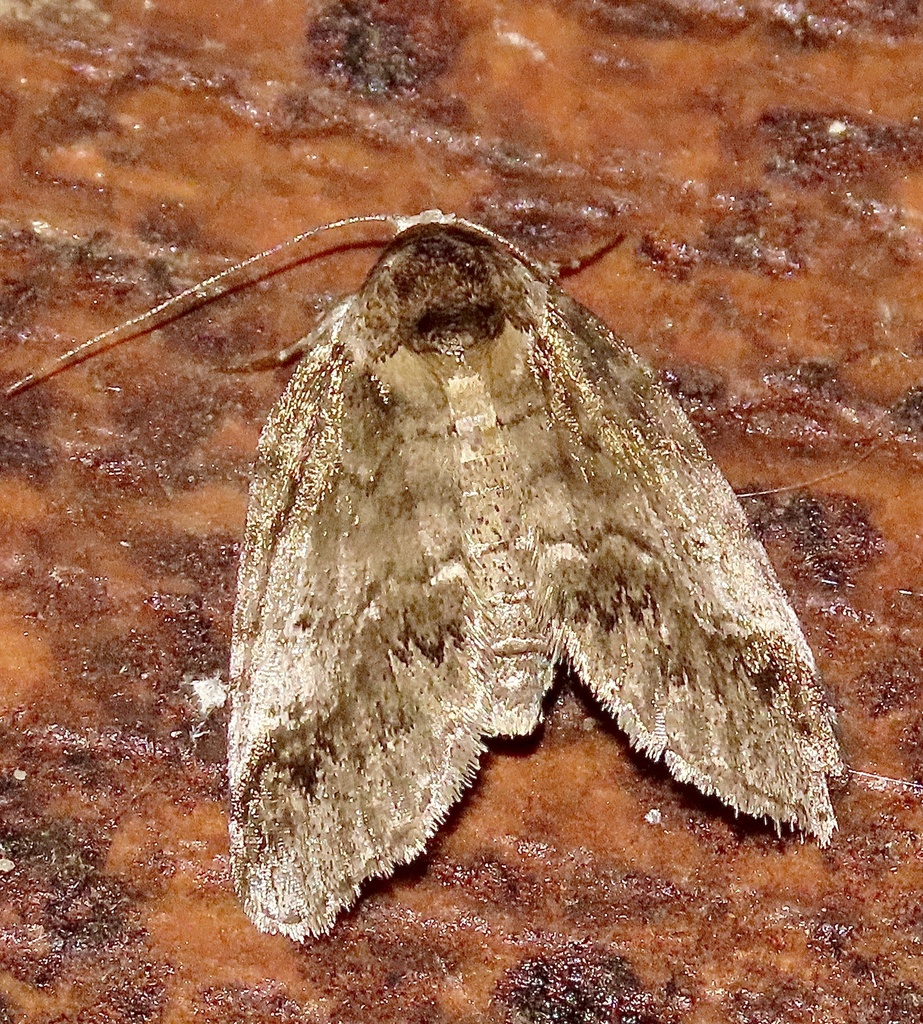 Eyed Baileya Moth From Ssr-ra, Houston, Mo, Us On July 27, 2023 At 01: