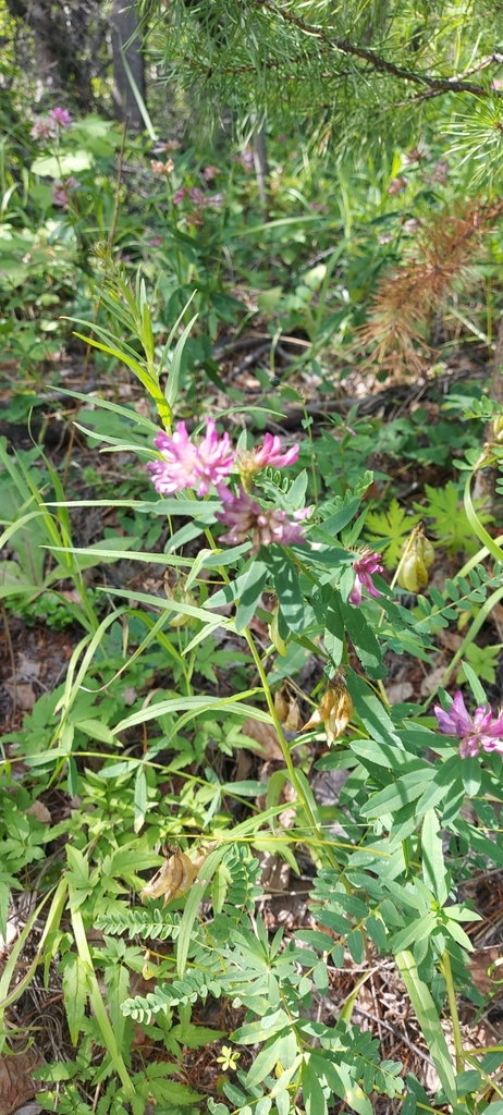 lupine clover from Zaigraevskiy rayon, RU-BU, RU on July 27, 2023 at 10 ...