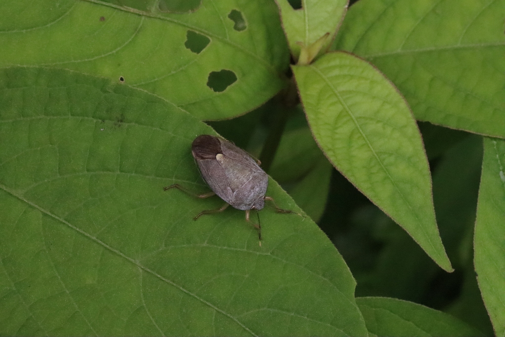 Hippotiscus dorsalis from 中国浙江省湖州市德清县 on July 23, 2023 at 10:12 AM by ...