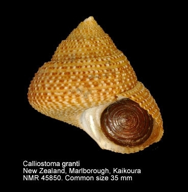 Genus Maurea · iNaturalist