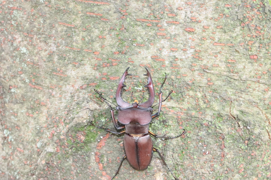 Lucanus fortunei from 中国浙江省湖州市德清县 on July 23, 2023 at 01:01 PM by 燕旭阳 ...
