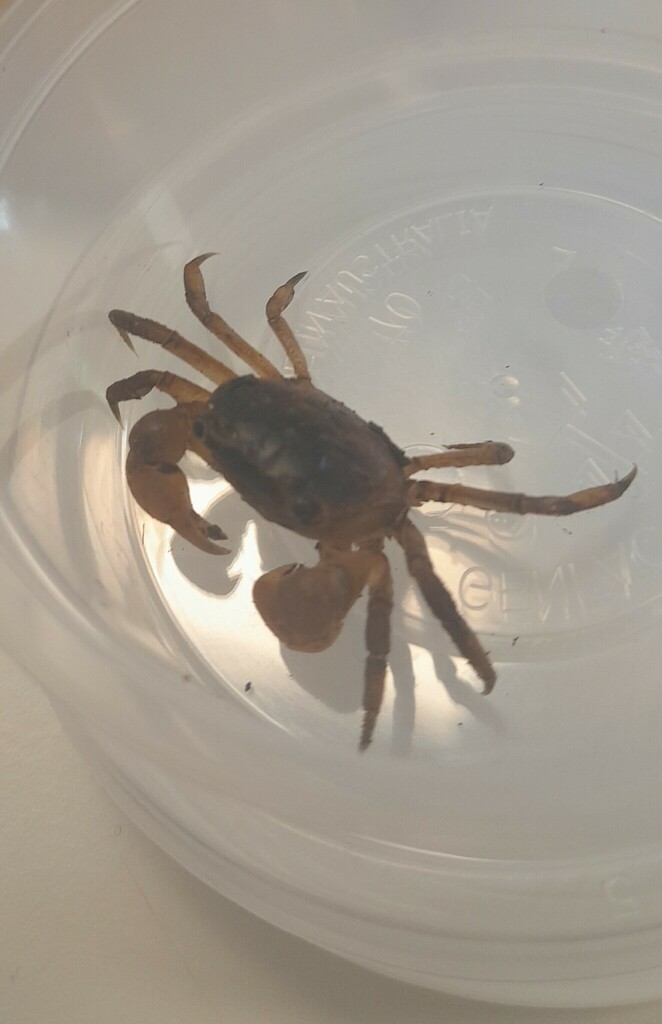 Haswell's Crab from Avalon VIC 3212, Australia on July 05, 2023 at 05: ...