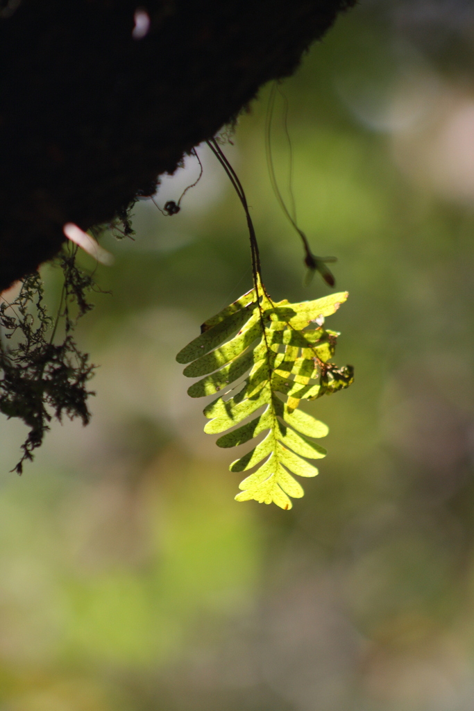 resurrection fern from Valle de Bravo, State of Mexico, Mexico on ...