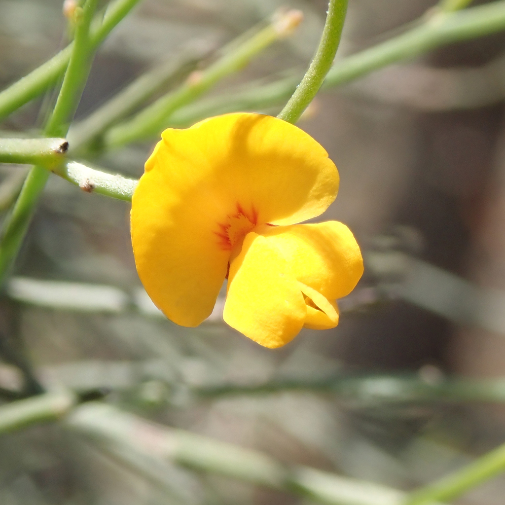 winged broom-pea in January 2019 by QuestaGame. Sighting and photos (c ...