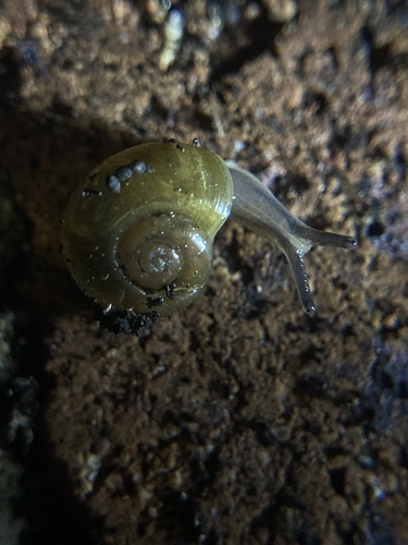 Sydney Carnivorous Snail (Vitellidelos dulcis) · iNaturalist