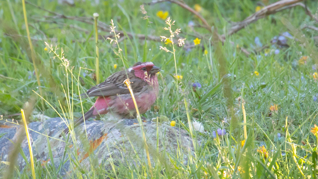 Chinese White-browed Rosefinch from 中国青海省海南藏族自治州贵德县 on July 21, 2023 at ...