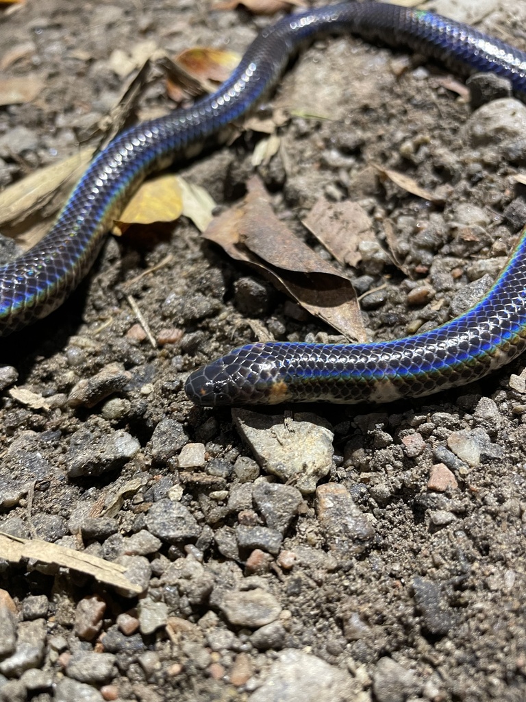 Red Cylinder Snake from Singapore Island, SG on July 26, 2023 at 11:02 ...