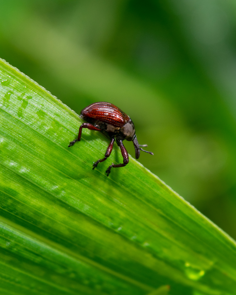 Sternuchopsis fabricii from Mulund East, Mumbai, Maharashtra, India on ...