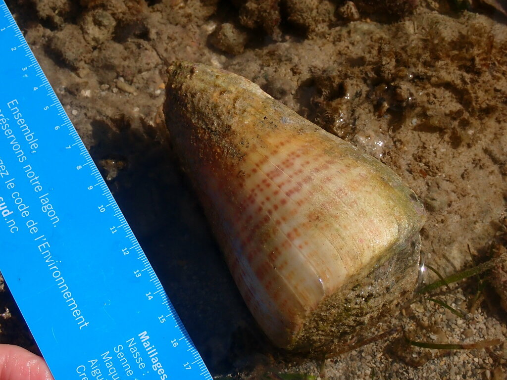 Leopard Cone from Aqua Rêve, Province Sud, Nouvelle-Calédonie on July ...