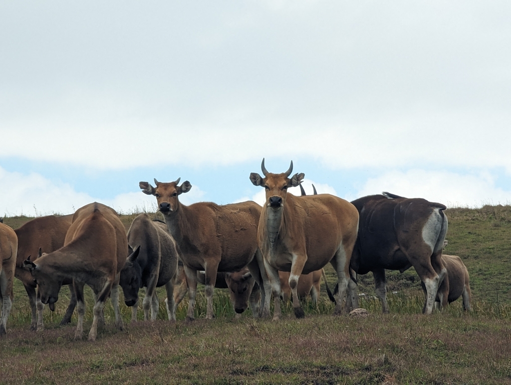 Bali Cattle (Bos javanicus domesticus) - Know Your Mammals