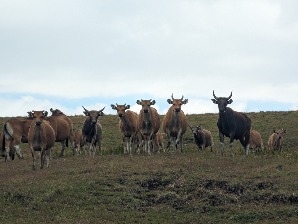 Bali Cattle (Bos javanicus domesticus) - Know Your Mammals