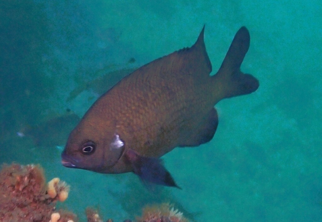 White-ear from Sydney NSW, Australia on July 23, 2023 at 12:03 PM by ...