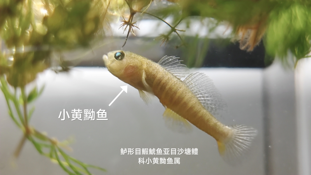 Micropercops cinctus from 山西省太原市万柏林区远大·凤玺湾 on June 27, 2023 at 10:20 PM ...