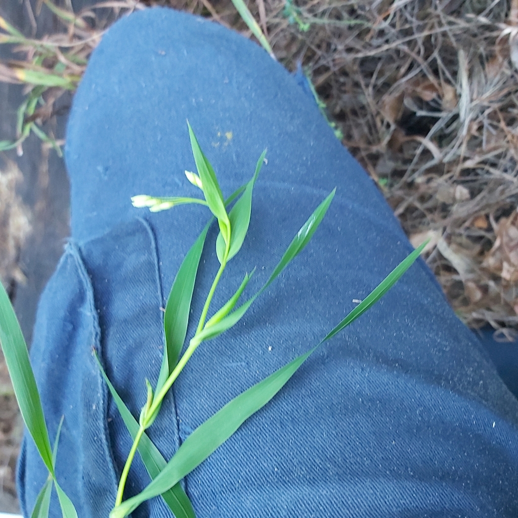 nodding blue lily from Laguna NSW 2325, Australia on July 27, 2023 at ...
