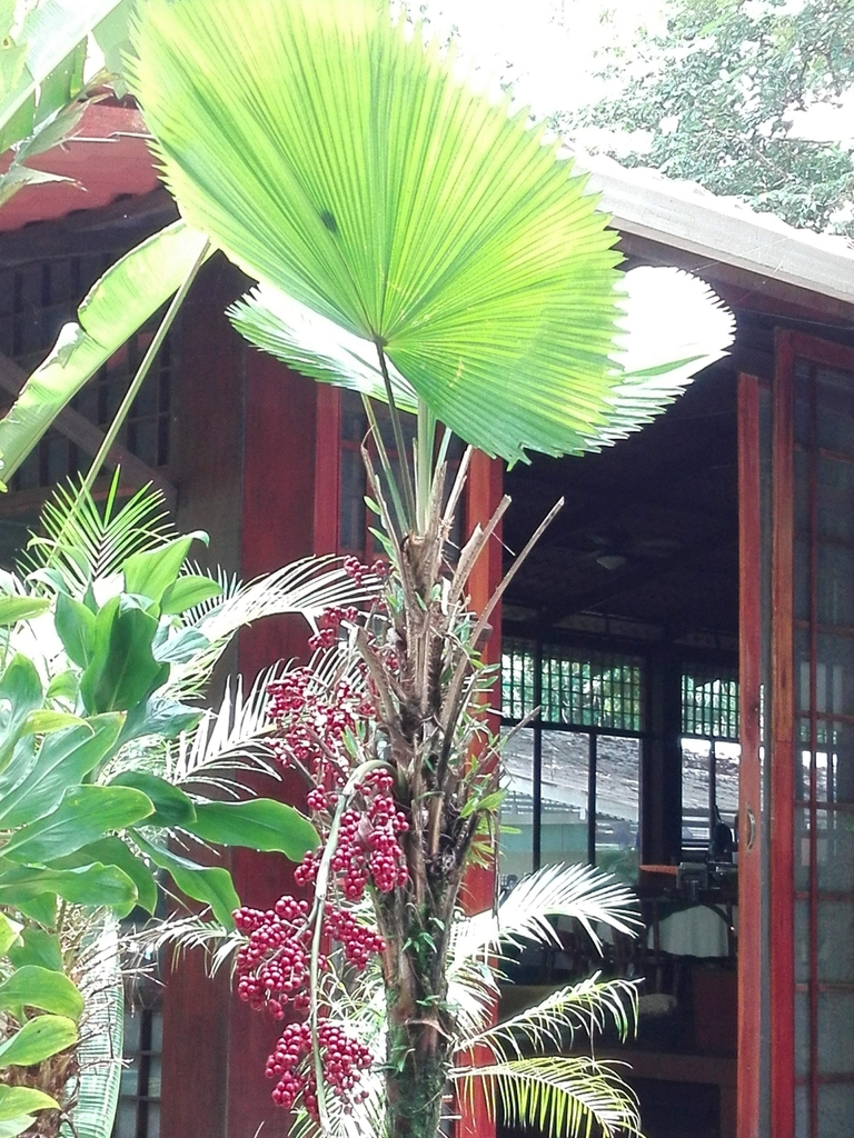 Vanuatu Fan Palm from Tortuguero on July 14, 2017 at 11:35 AM by Sascha ...