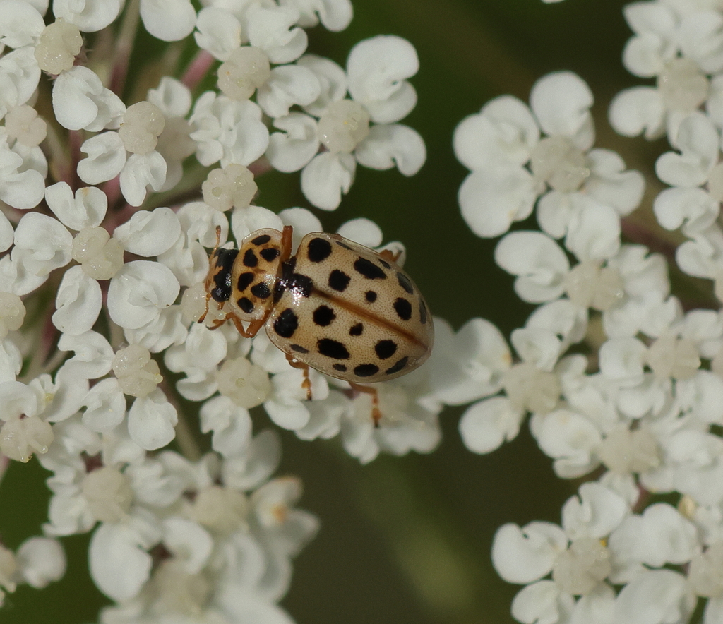 Water Ladybird from 76430 Saint-Vigor-d'Ymonville, France on July 26 ...