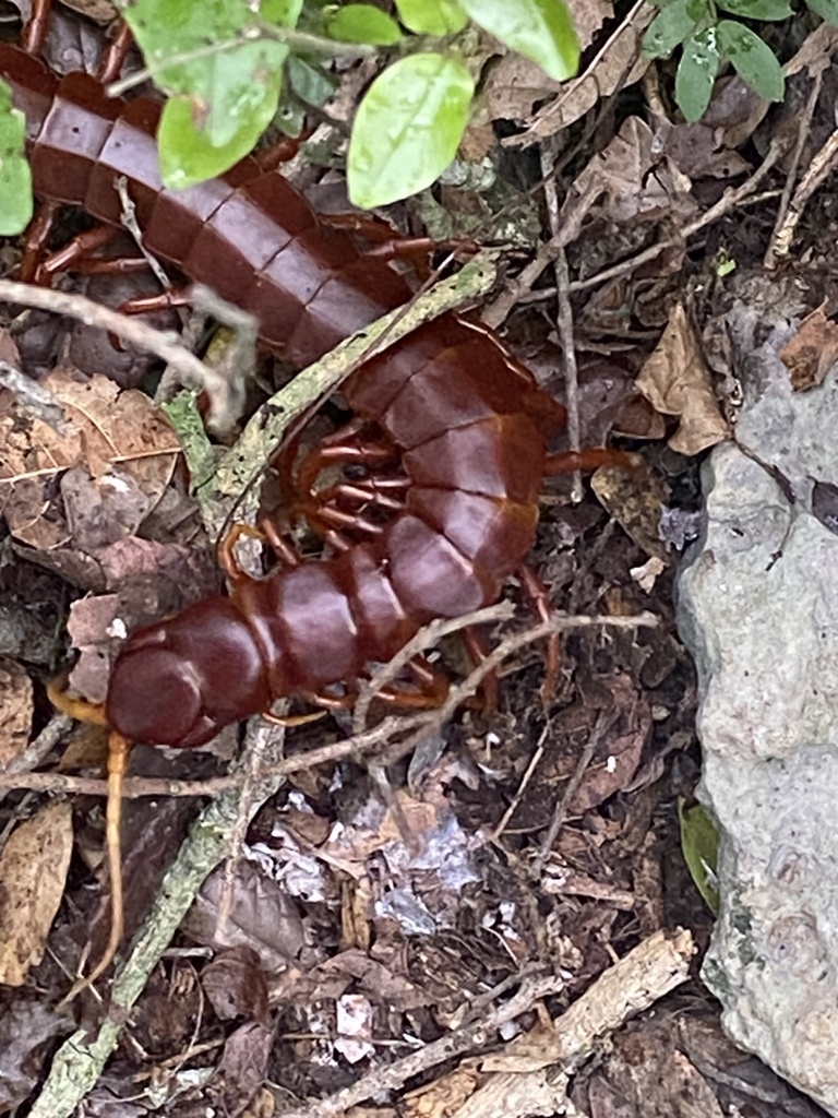 Caribbean Giant Centipede from Jaragua National Park, Oviedo ...