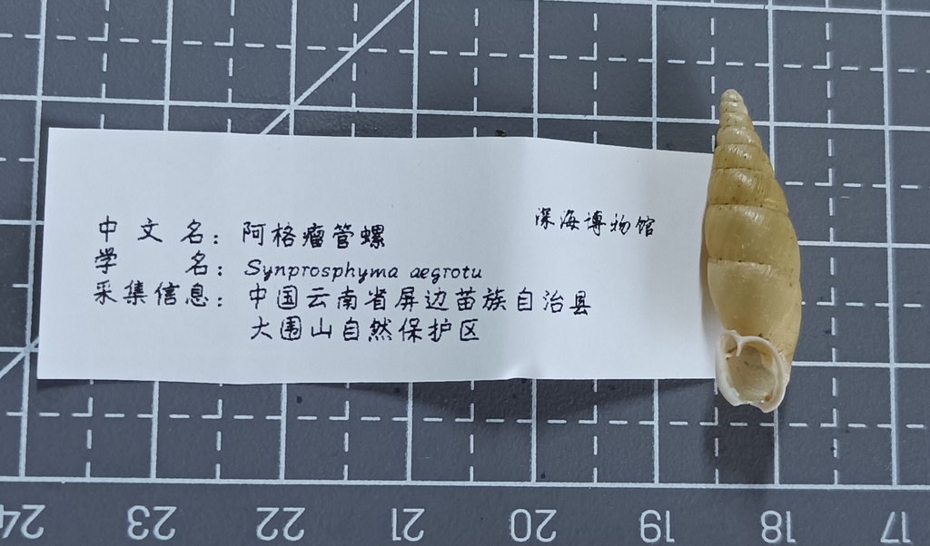 Synprosphyma aegrota from Dawei Mountain, Pingbian, Yunnan on July 23 ...