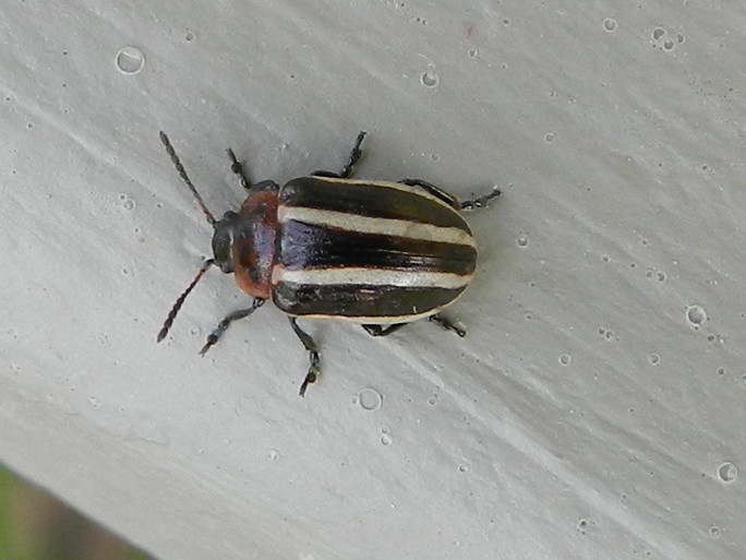 Coreopsis leaf beetle from Sackville, NB, Canada on July 10, 2015 at 12 ...