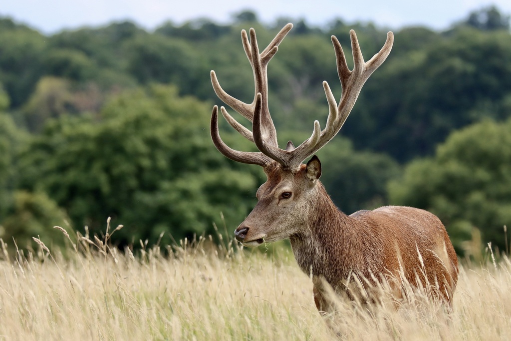 Red Deer from Richmond Park, Richmond, England, GB on July 25, 2023 at ...