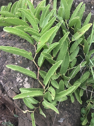 Shy Grape (Cyphostemma humile) · iNaturalist