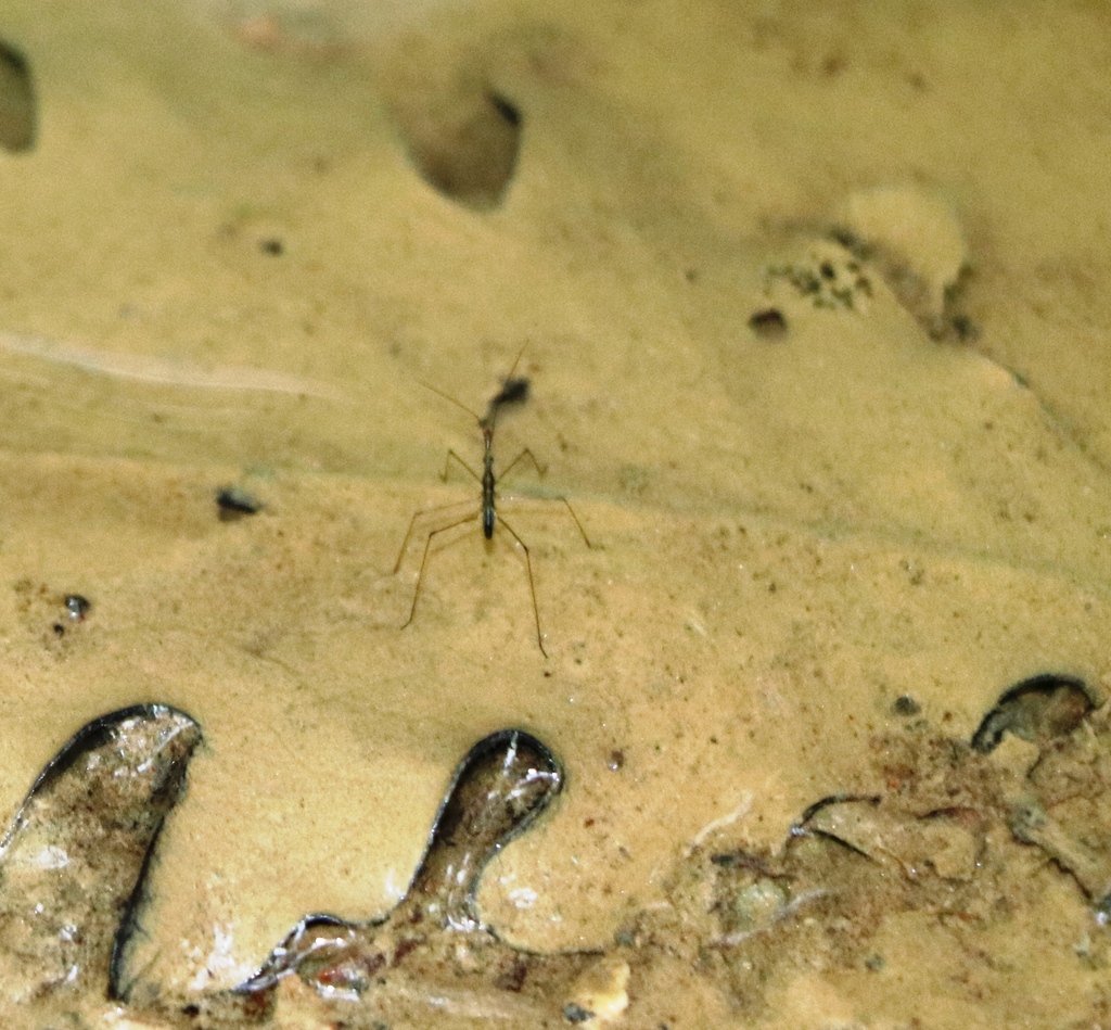 Hydrometra in July 2023 by Ahmed Mujčinović · iNaturalist