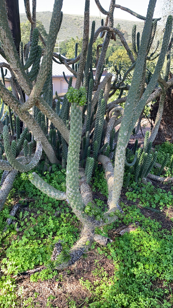 Austrocylindropuntia from Riversdale on July 27, 2023 at 01:08 PM by ...