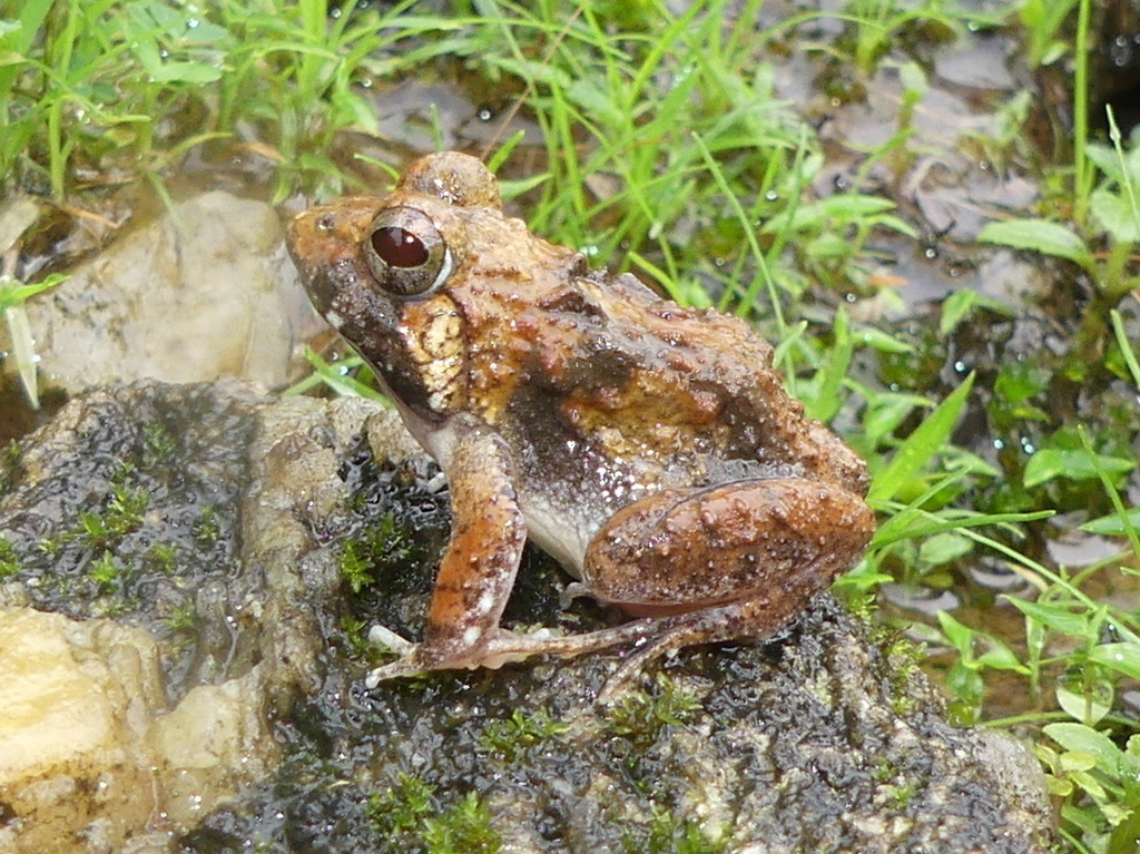 Malabar Wart Frog from Kavaledurga, Karnataka 577448, India on July 26 ...