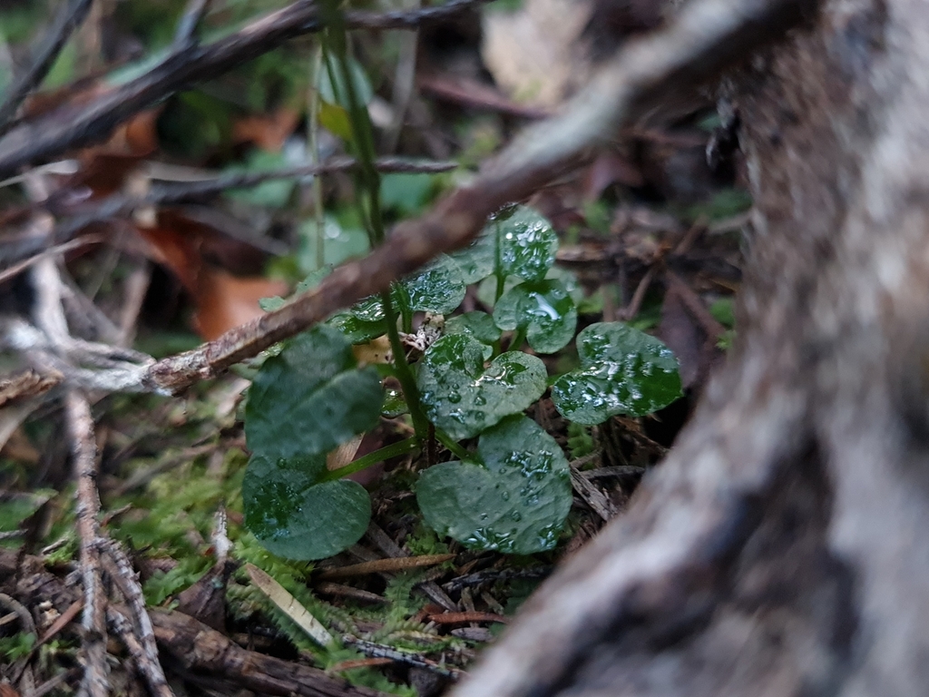 trowel-leaved greenhood from Paihia, New Zealand on July 27, 2023 at 05 ...