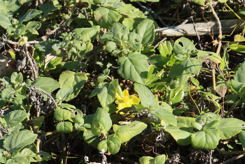 Climbing Guinea flower from Seventeen Seventy QLD 4677, Australia on June 3, 2023 at 12:04 PM by ...