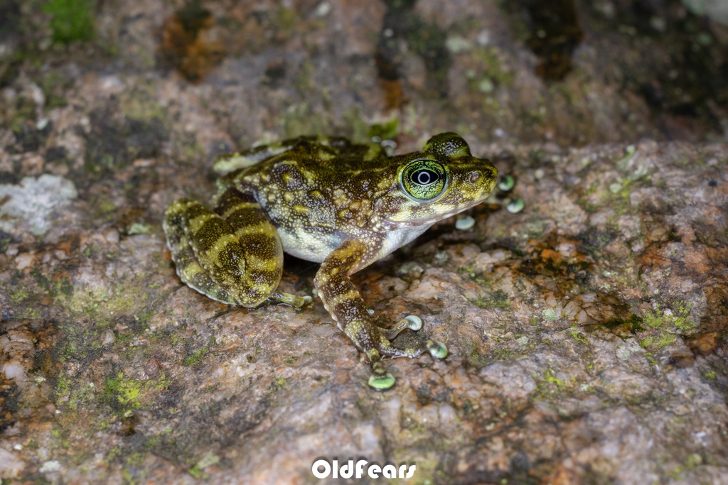 Hainan Torrent Frog in July 2023 by oldfears · iNaturalist