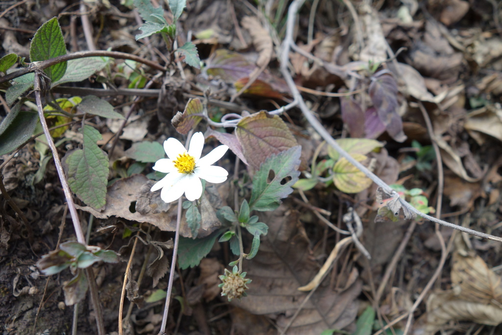 White beggarticks from San Cristóbal Cucho, Guatemala on February 25 ...
