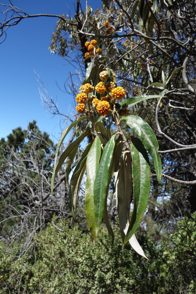 Buddleja megalocephala in March 2018 by J.R. Kuethe (Yero) · iNaturalist
