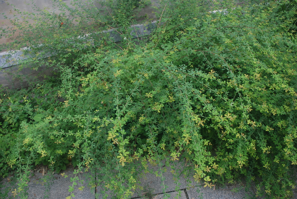 Lespedeza floribunda from 中国北京市海淀区北京大学 on July 27, 2023 at 05:08 PM by ...