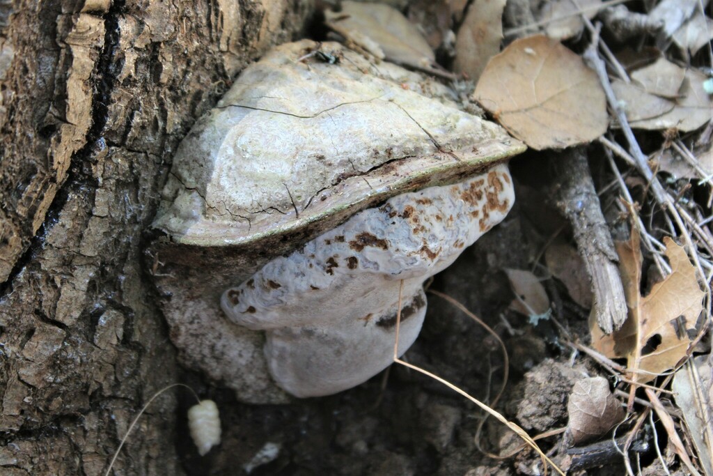 Ganoderma brownii from Angel Island, Tiburon, CA 94920, USA on July 24 ...