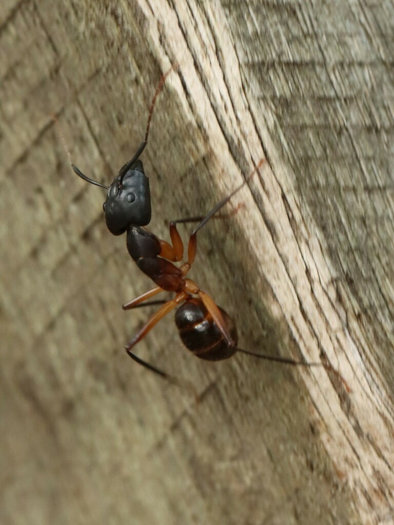 Carpenter Ants, Typical Sugar Ants and Allies from Seventeen Seventy ...