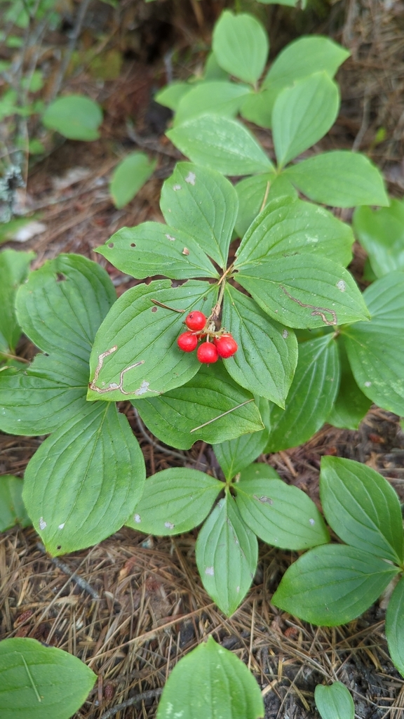 Canadian bunchberry from Orono on July 27, 2023 at 09:41 AM by Ethan ...