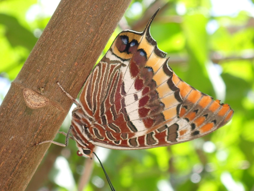 Two-tailed Pasha from Alameda Gardens, Gibraltar on July 24, 2023 at 02 ...