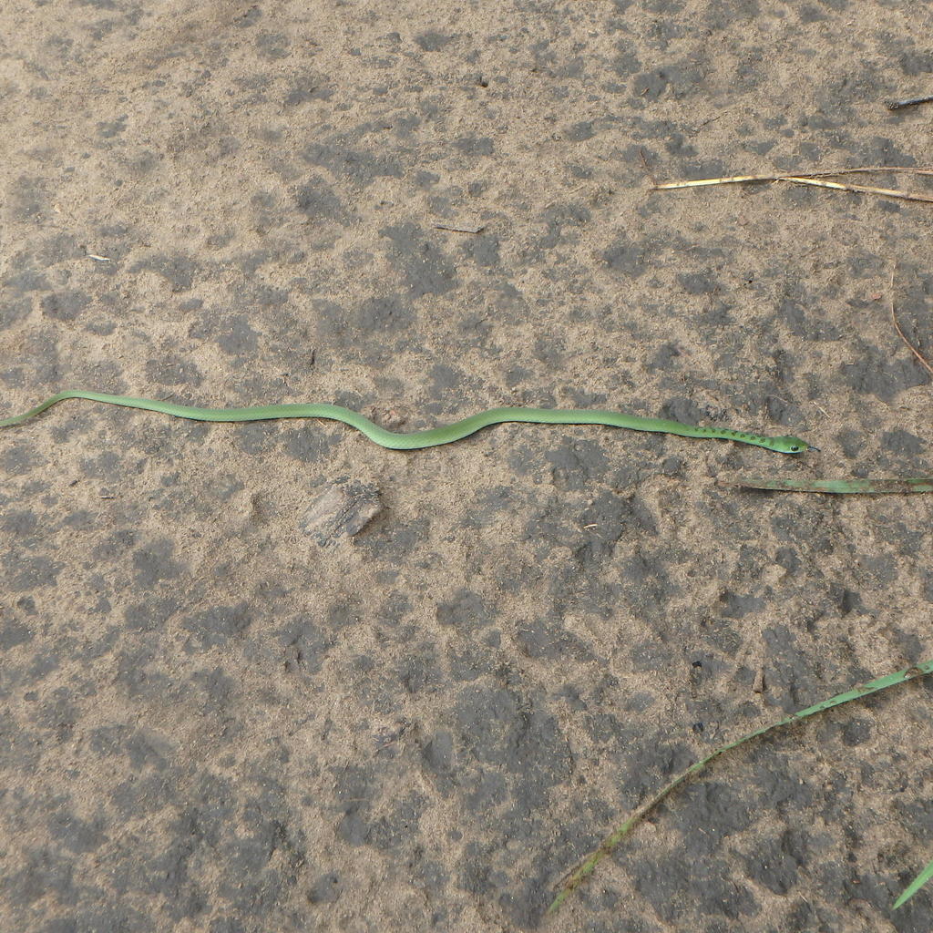Green Water Snake from Mecula, Mozambique on March 19, 2016 at 07:29 AM ...
