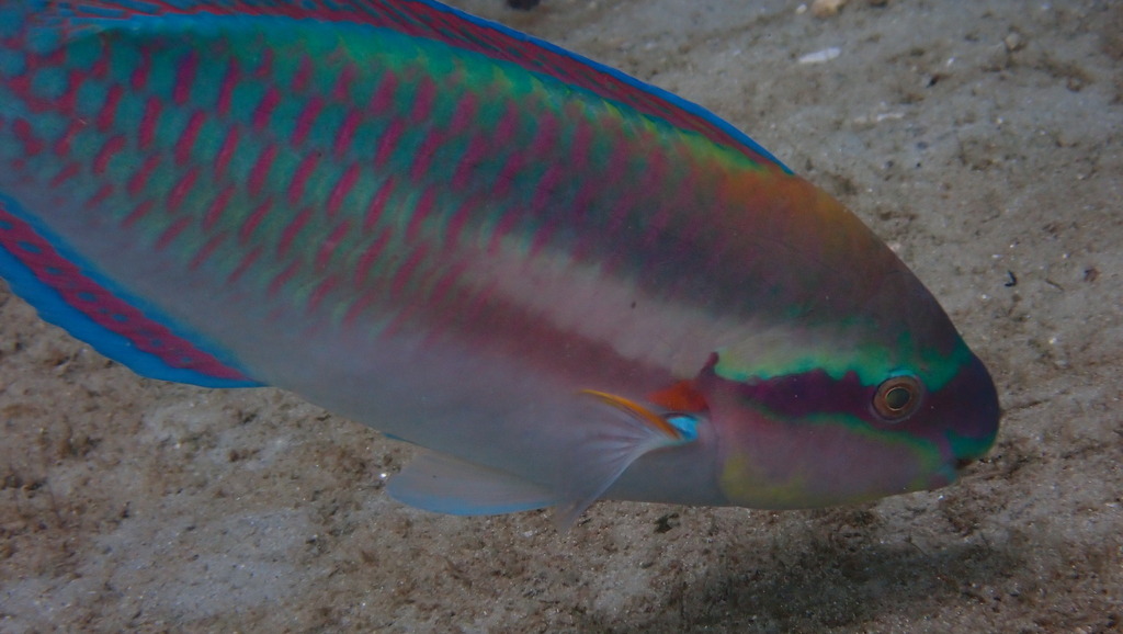 Striped Parrotfish from Blue Heron Bridge - Riviera Beach, FL, USA on ...