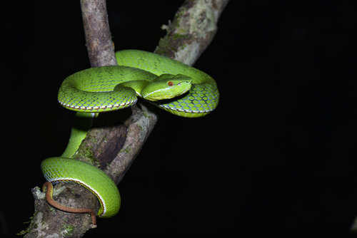 Chinese Green Tree Viper (Trimeresurus stejnegeri) - Snakes and Lizards
