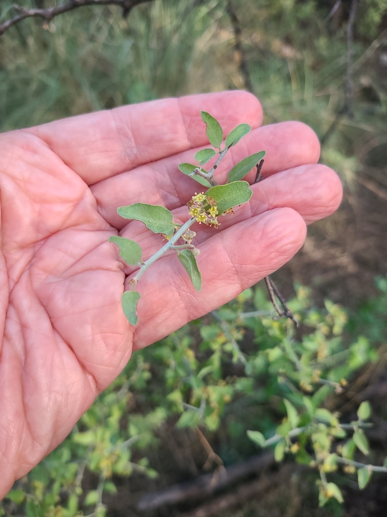 lotebush from Patagonia on July 27, 2023 at 07:18 AM by Pete Siminski ...